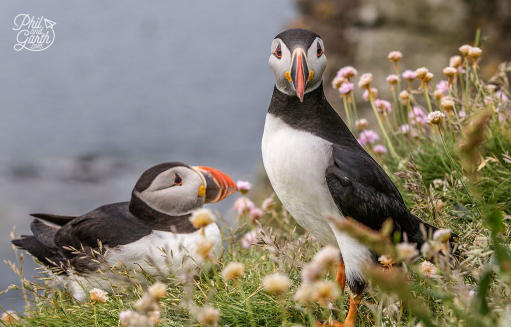 The Isle of Staffa - Scotland’s Giant Causeway & Puffin Therapy on ...