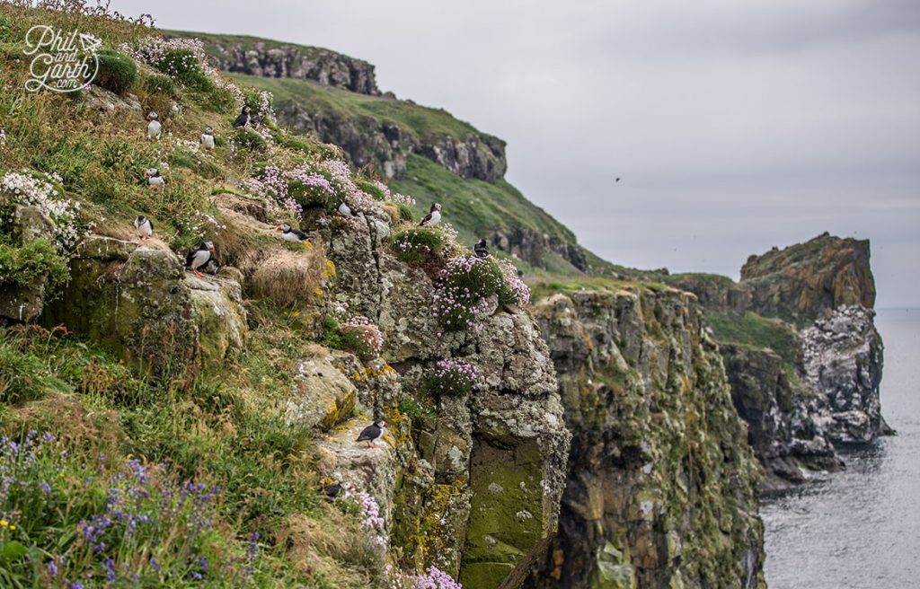 The Isle of Staffa - Scotland’s Giant Causeway & Puffin Therapy on ...