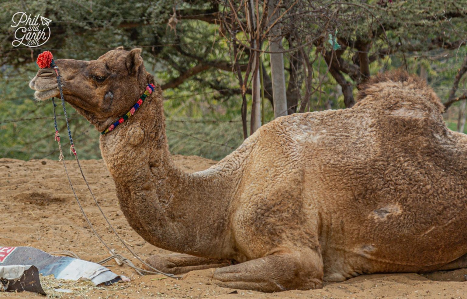 The Best Things To Do In Pushkar, India | Phil and Garth